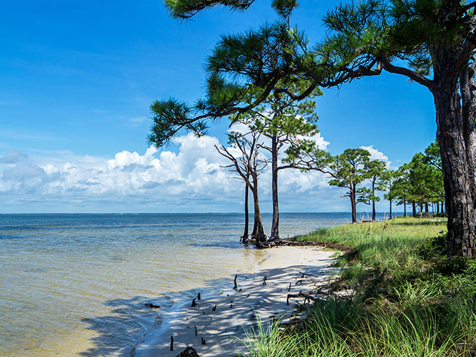 Trees: These weathered pines lean into coastal winds, nature's version of interpretive dance performed in slow, graceful motion.