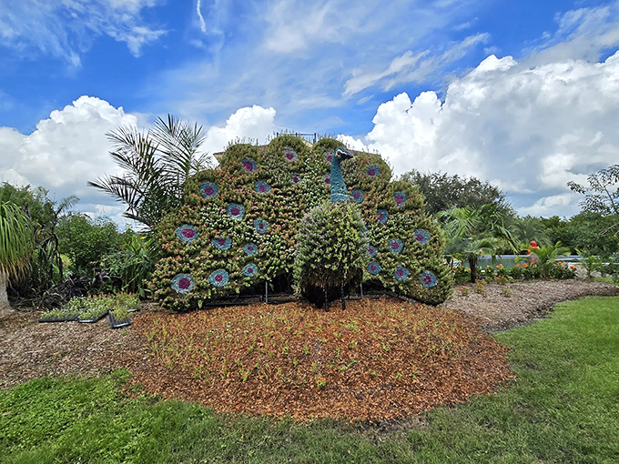 This isn't your average garden shrub &ndash; it's a living peacock sculpture that combines horticultural artistry with natural showmanship.