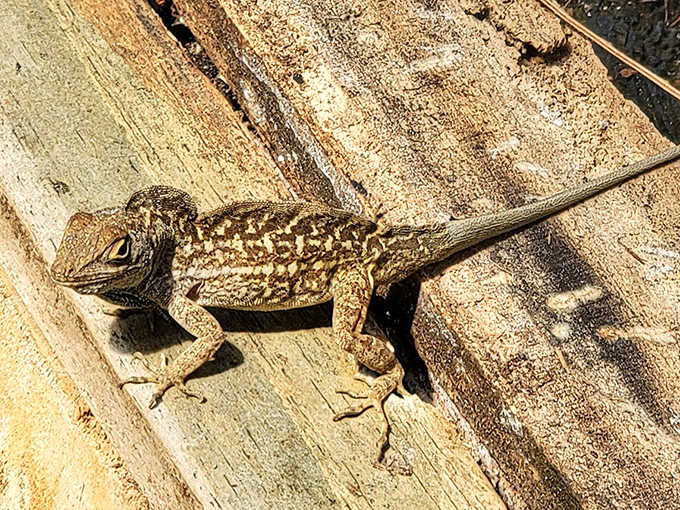 This little lizard seems to be contemplating life's big questions while soaking up some essential warmth from its basking spot.