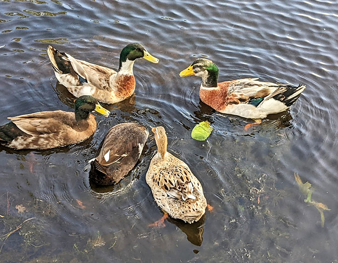 These mallards have clearly formed a committee to discuss lake management issues&mdash;or they're just eyeing your sandwich.