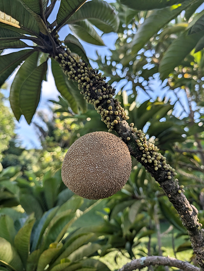 The mammee apple grows directly from the tree trunk &ndash; Mother Nature's way of showing off her unconventional design skills.