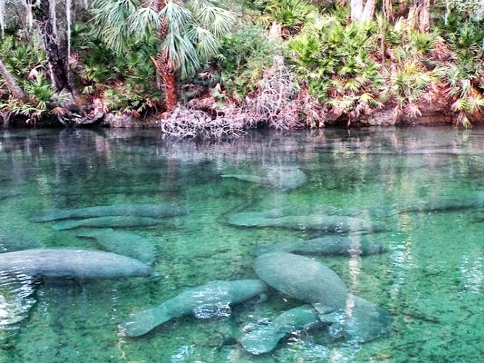 Manatees in Spring Water: Gentle giants glide through transparent waters, their graceful movements belying their size &ndash; nature's submarines on a peaceful mission.