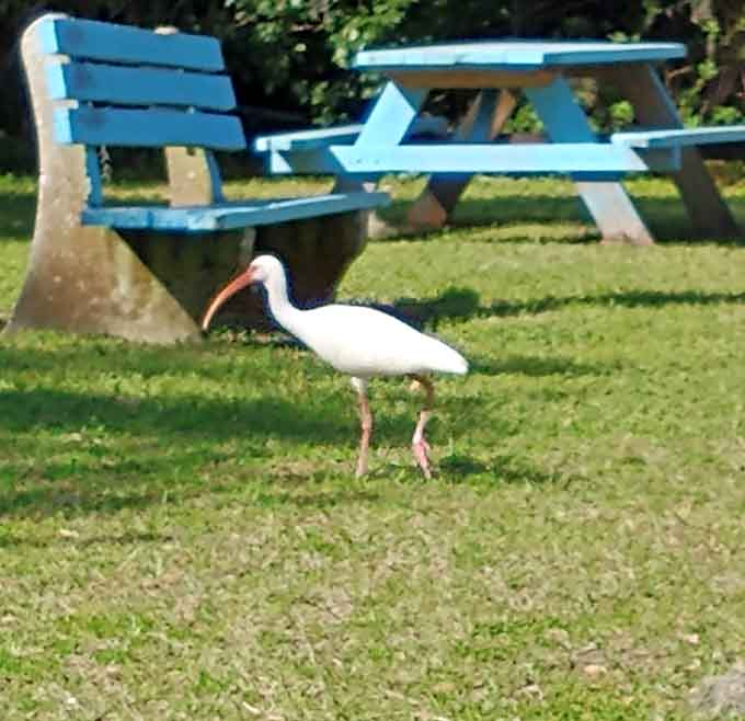 The white ibis struts around like it owns the place, which is fair because it probably has more claim to this land than we do.