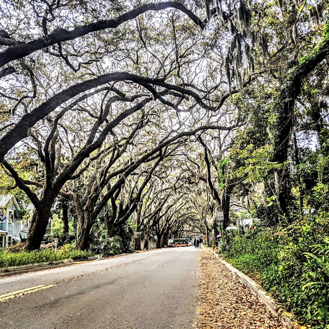 Morning light filters through the moss-draped tunnel, creating that magical glow photographers chase but rarely capture perfectly.