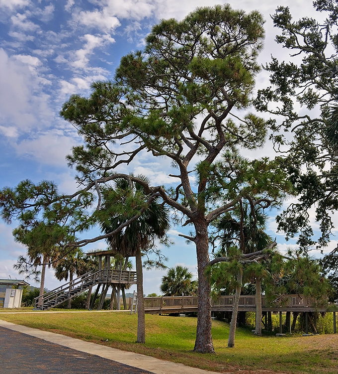 Towering pines create nature's cathedral ceiling above this boardwalk, inviting visitors to worship at the altar of wilderness.