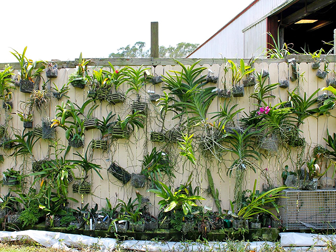 The wall of orchids showcases Florida's delicate botanical side &ndash; proof that the Everglades nurtures both beauty and mystery in equal measure.