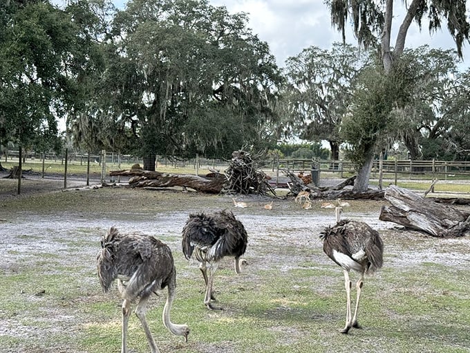 Well, hello there, tall friends! These dignified ostriches are looking very distinguished among the sprawling, Spanish-moss-draped oak trees.