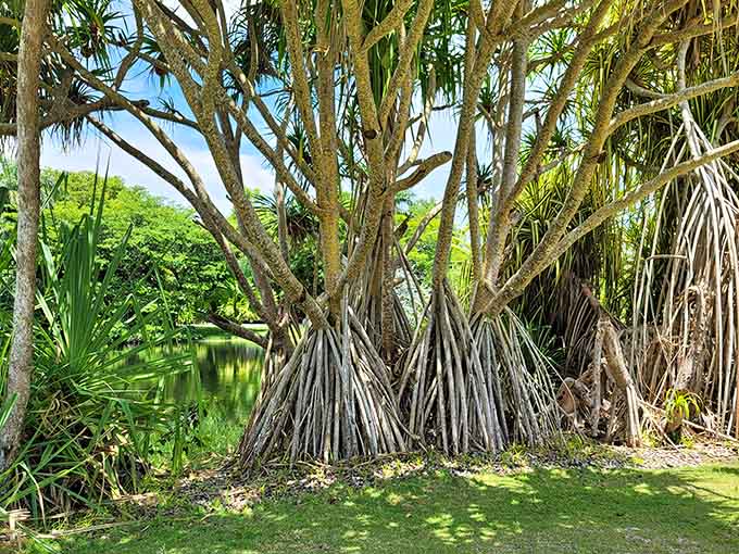 Pandanus trees show off their distinctive prop roots, looking like they're ready to walk away if the neighborhood gets boring.