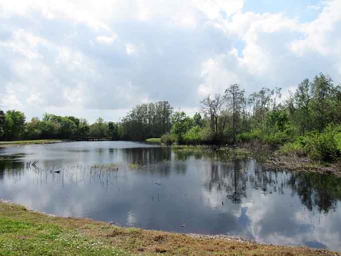 The park's pond reflects the sky like nature's mirror, where clouds go to admire themselves and herons go to hunt.