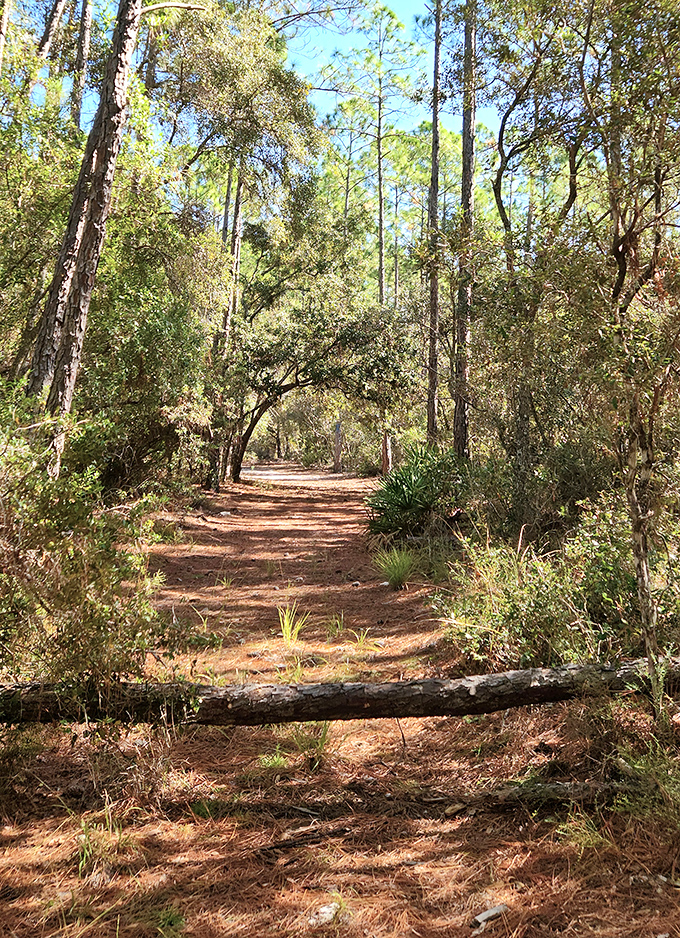 Pine-scented pathways carpet the ground with nature's welcome mat &ndash; no vacuuming required!