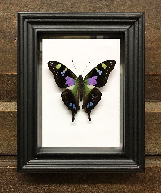 The Purple Mountain Swallowtail's vibrant wings showcase nature's paintbrush &ndash; a kaleidoscope of color trapped in time.