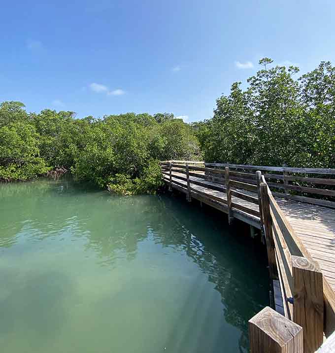 Mangrove forests create an otherworldly landscape where twisted roots and tangled branches form nature's most impressive architectural achievement.