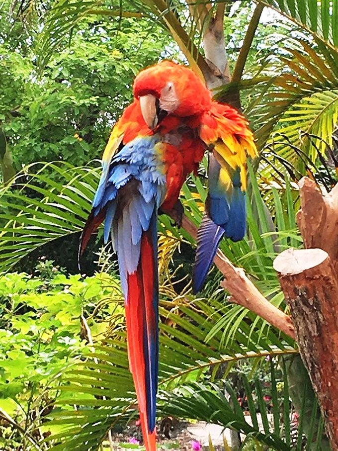 This Scarlet Macaw isn't just showing off&mdash;he's practically peacocking! With colors this vibrant, he's the feathered equivalent of a walking rainbow.