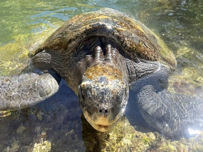 A sea turtle glides through crystal-clear water, its ancient silhouette a reminder of the prehistoric creatures still swimming in our oceans.
