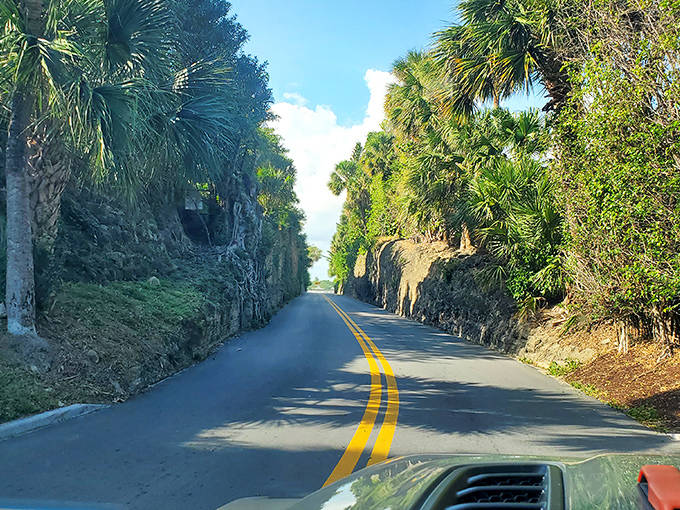Palm trees create natural archways along this secluded drive, offering a moment of tranquil escape from bustling Palm Beach.