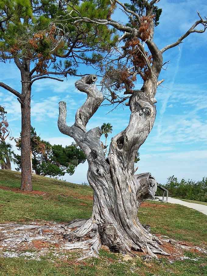 This weathered cedar has seen more sunrises than you've had hot dinners, and it's still standing strong against salt air and storms.