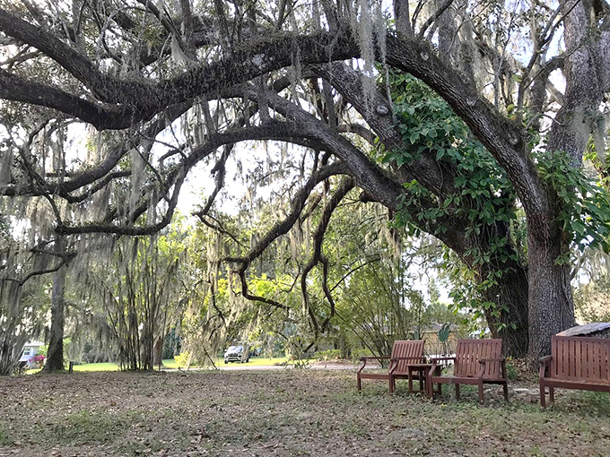 Ancient oaks draped with Spanish moss create natural canopies, their twisted branches offering shade and a touch of Southern gothic drama.