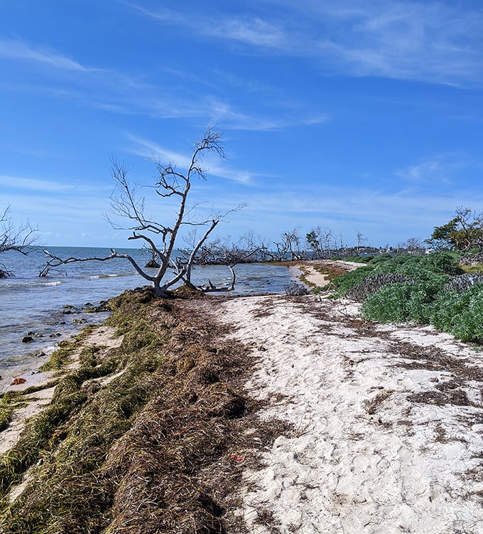 Southeast Point captures the raw beauty of untamed shoreline, where driftwood sculptures tell stories of storms past.