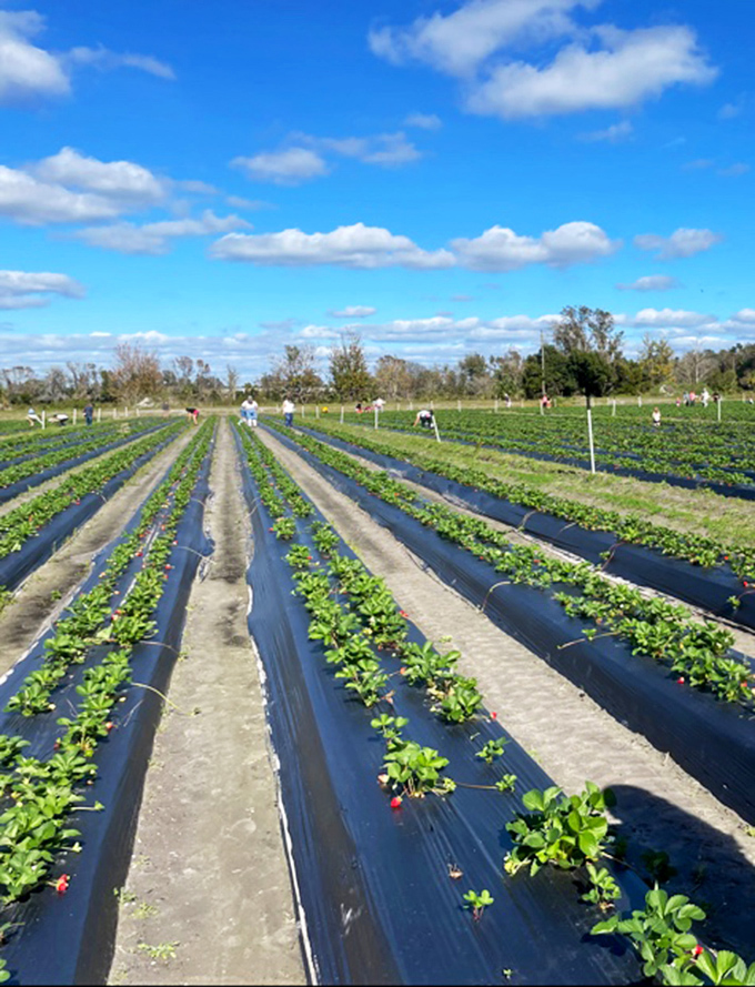 Geometric precision meets natural abundance as strawberry rows stretch toward the horizon under a brilliant blue sky.