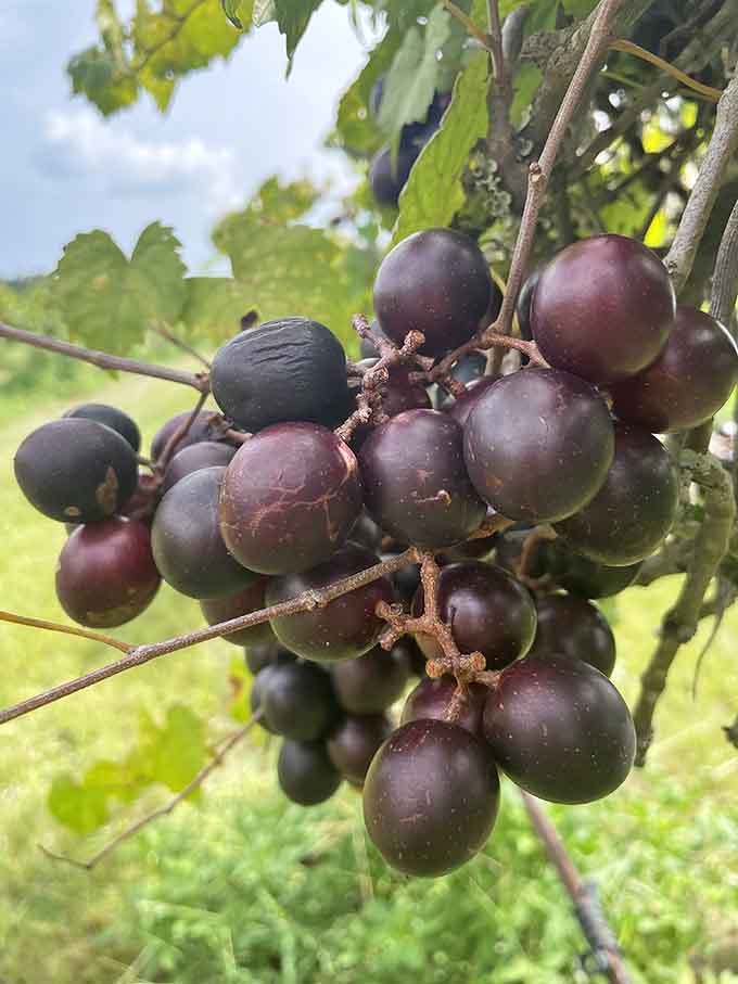 These wild grapes on the vine represent the raw potential that becomes bottled excellence through careful craftsmanship.