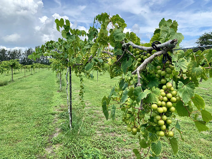 The vineyard stretches into the distance, offering rows of green that make you forget you're in Florida and not Tuscany.