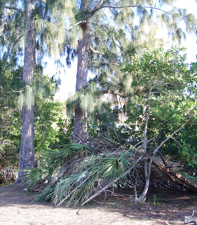 Towering Australian pines create a whispering canopy, their feathery branches dancing in the coastal breeze on summer afternoons.
