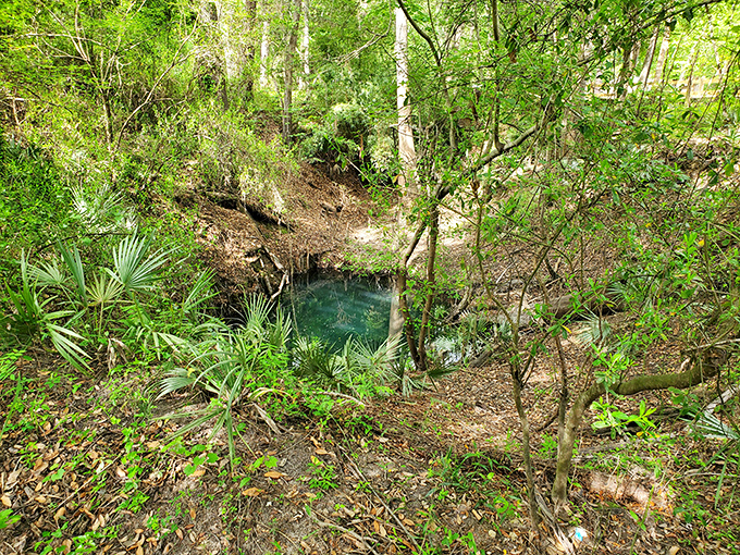 Summer's lush greenery creates a natural cathedral around this hidden spring, where sunlight filters through leaves like stained glass windows.