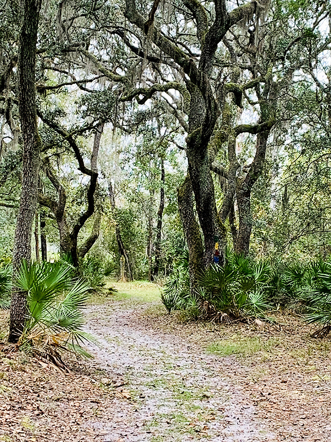 The twisted, ancient oaks create natural archways, like walking through doorways to different rooms in nature's mansion.