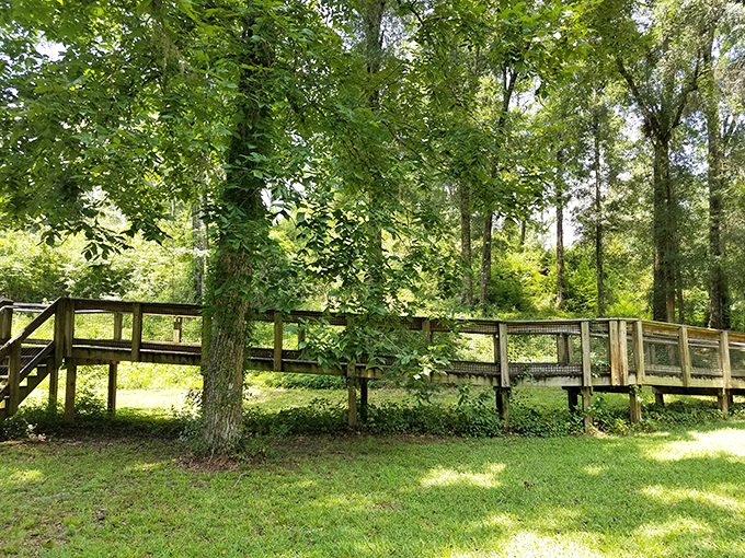 Summer season: Towering sentinels of pine and hardwood create a verdant canopy, sheltering visitors just as they did for indigenous gatherers centuries ago.