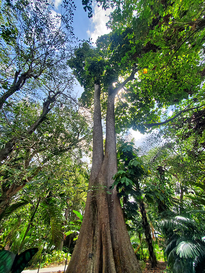 Sunlight filters through the canopy of this majestic tree, creating nature's own cathedral ceiling that inspires hushed voices and upward gazes.