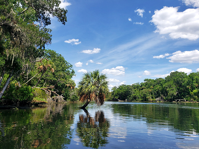 Summer's embrace turns the river into a refreshing escape, where dappled sunlight plays hide-and-seek through the leafy canopy.