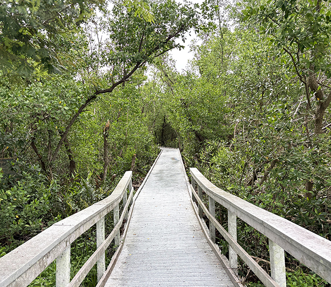 The boardwalk stretches into the distance, promising new discoveries around every gentle curve through this coastal wilderness.