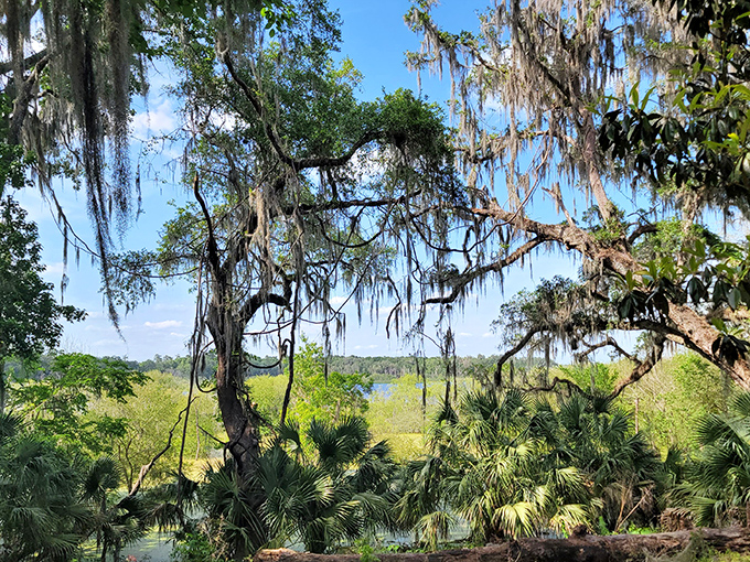 Palm trees and Spanish moss create that quintessential Florida atmosphere that postcards try to capture but never quite manage successfully.