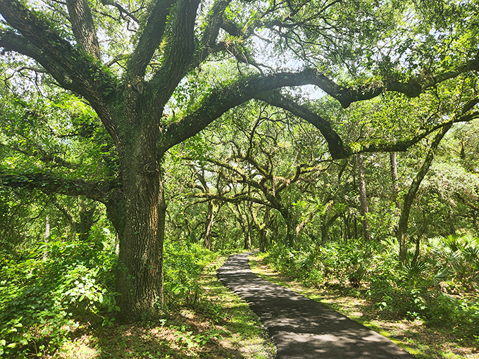 Nature's cathedral awaits as sunlight filters through the canopy, creating a dappled path that beckons hikers deeper into Florida's enchanting wilderness.