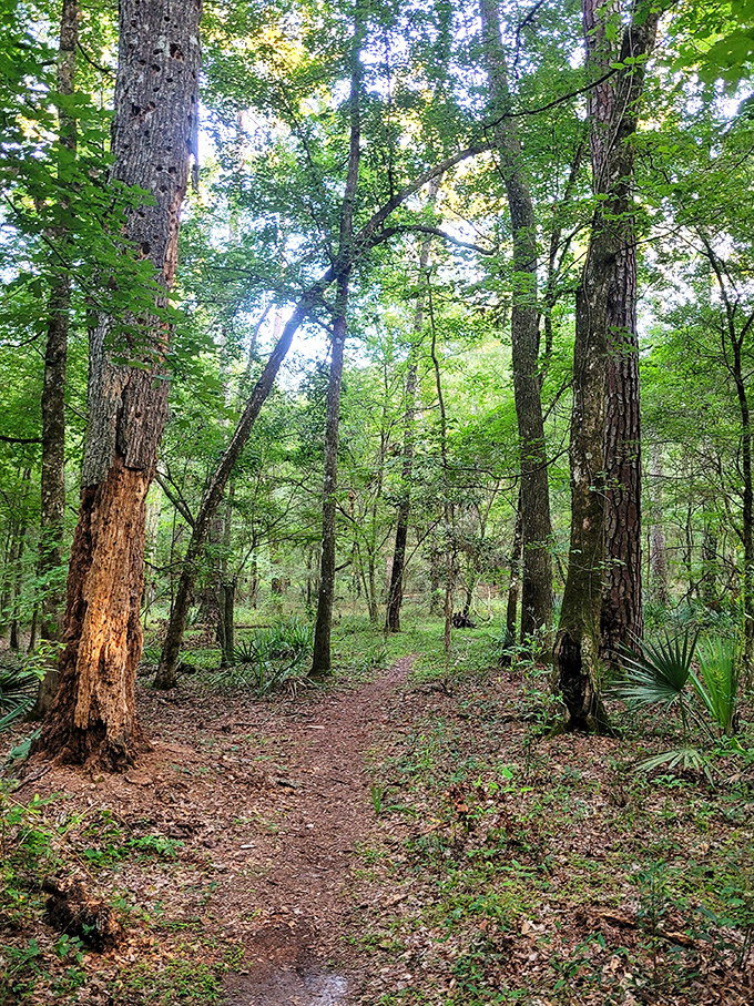 Sunlight filters through a cathedral of leaves, creating a green-tinted paradise where every step feels like walking through nature's finest art installation.