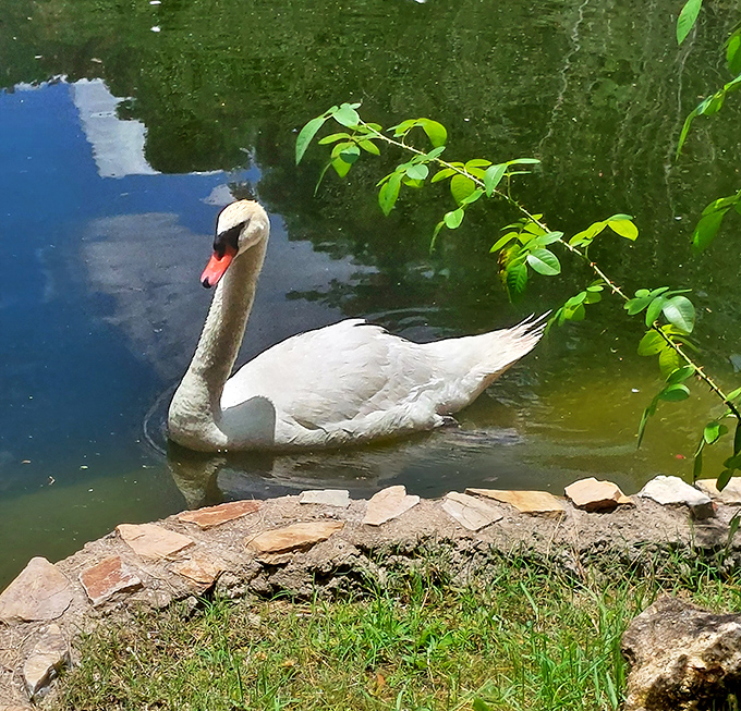 Gliding across the water with the confidence of a supermodel, this swan adds living sculpture to the garden's already impressive collection.
