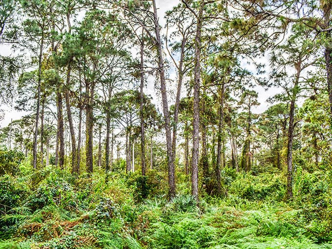 Tall pines stand like nature's skyscrapers, their canopy creating the world's most peaceful penthouse views.