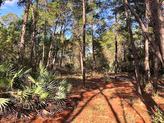 Pine forests stretch toward impossibly blue skies, creating the kind of view that makes you wonder why you spend so much time indoors.