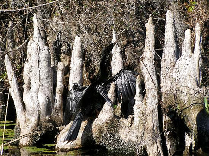 A water turkey (anhinga) strikes a pose worthy of a fashion magazine spread, wings outstretched to catch both sun and attention.