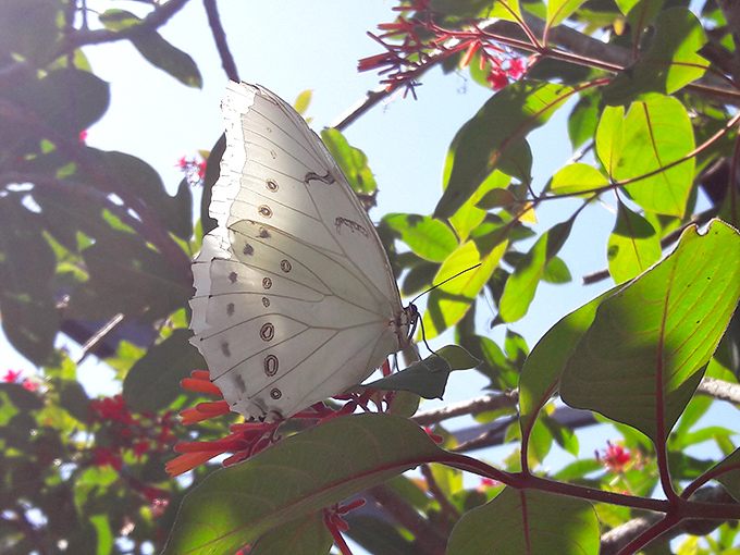A White Morpho butterfly displays its pristine wings against vibrant foliage, like a living snowflake in a tropical setting.