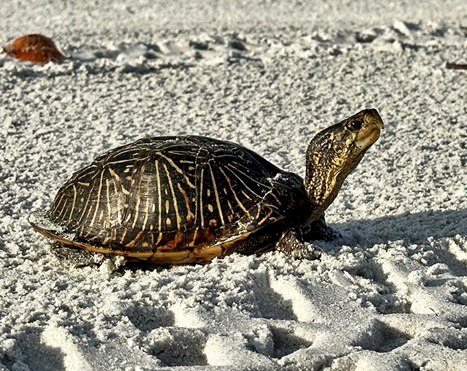 Florida's original slow-moving traffic &ndash; this turtle doesn't care about your schedule, and that's precisely the point of being here.