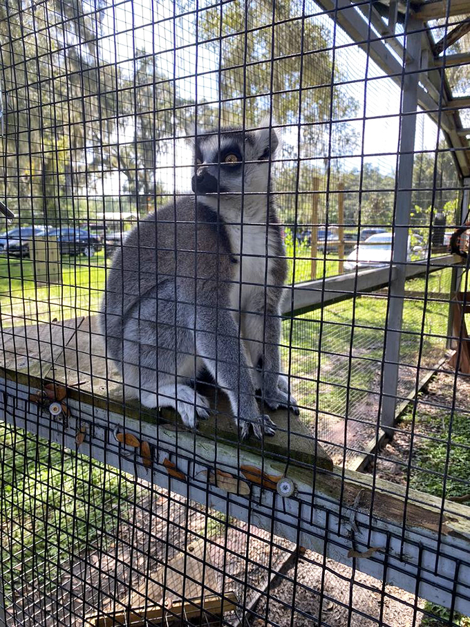 A lemur traverses its elevated walkway, designed to mimic their natural tree-dwelling lifestyle while keeping them safely contained.