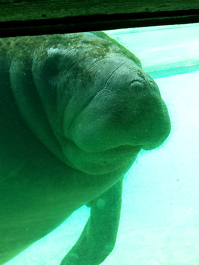 That nose! That face! If Pixar designed aquatic creatures, they couldn't create anything more charmingly squishable.