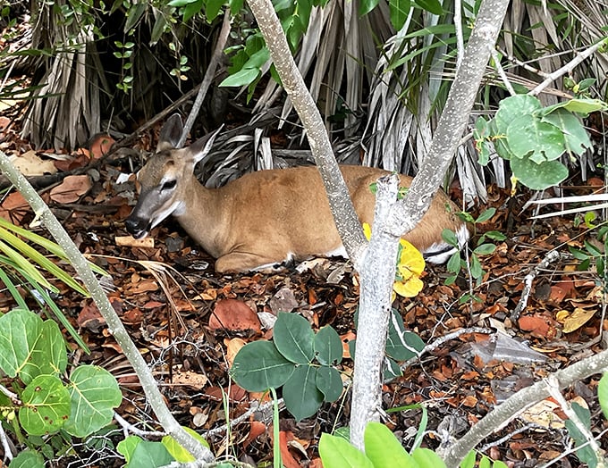 This resting deer has mastered the art of camouflage, blending into fallen leaves like nature's own hide-and-seek champion.