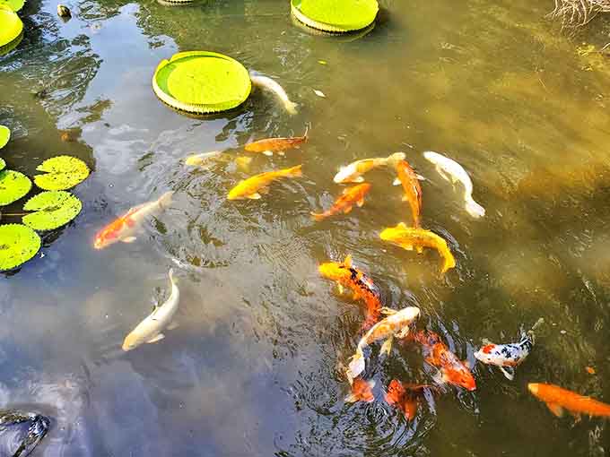 Orange and white koi create living art beneath the lily pads, their graceful movements hypnotizing visitors into peaceful contemplation.