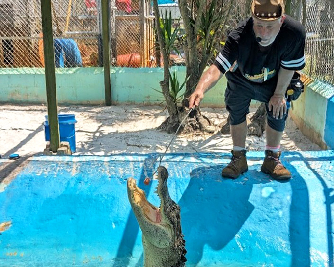 Alligator feeding show: Prehistoric power on display as this ancient Floridian demonstrates why some dining etiquette hasn't changed in 65 million years.