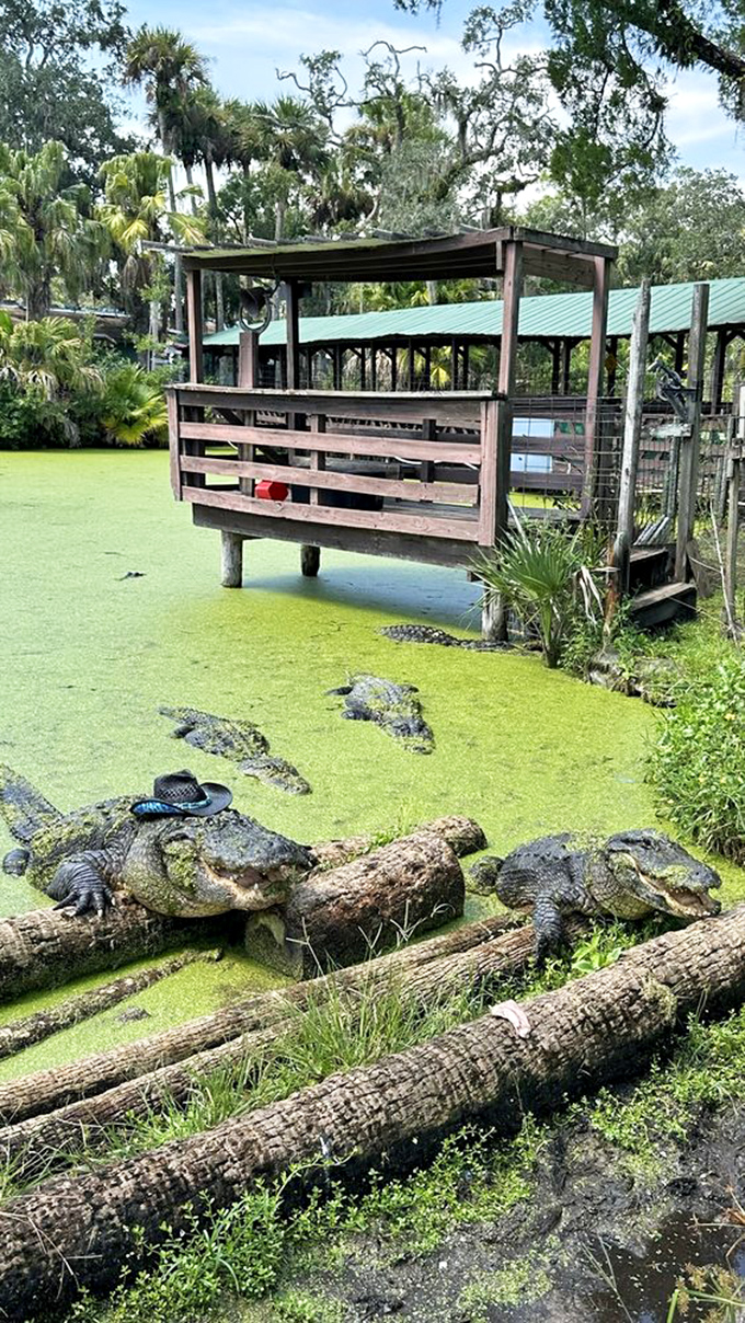 Sunbathing alligators demonstrate the art of relaxation, though their idea of a spa day might differ slightly from yours.