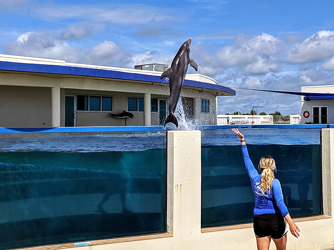 The dance of communication between trainer and dolphin represents years of trust-building and mutual respect, creating a partnership rather than performance.