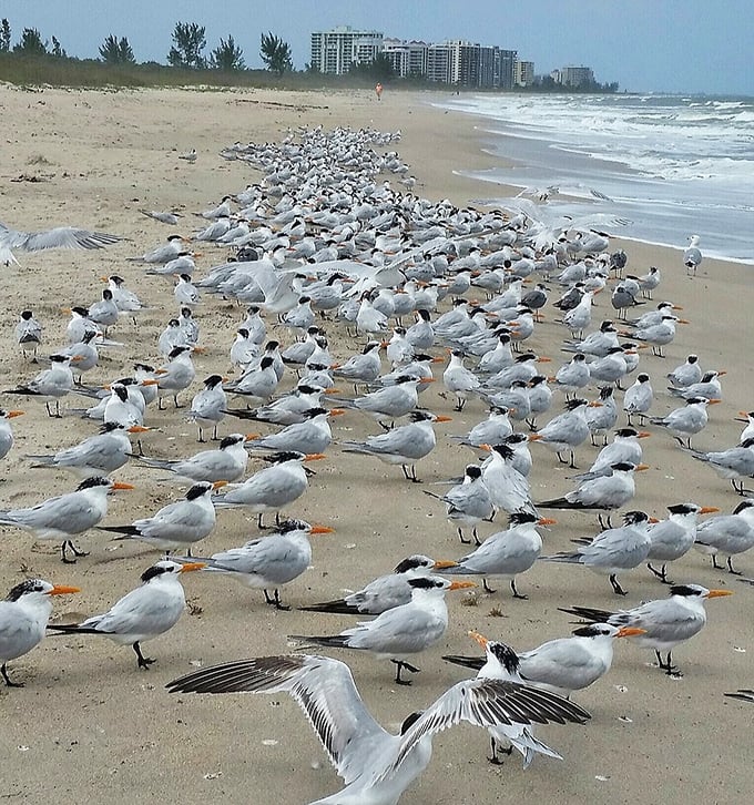 Seabirds gather for what looks like the most important meeting of the year, complete with formal attire and plenty of squawking.