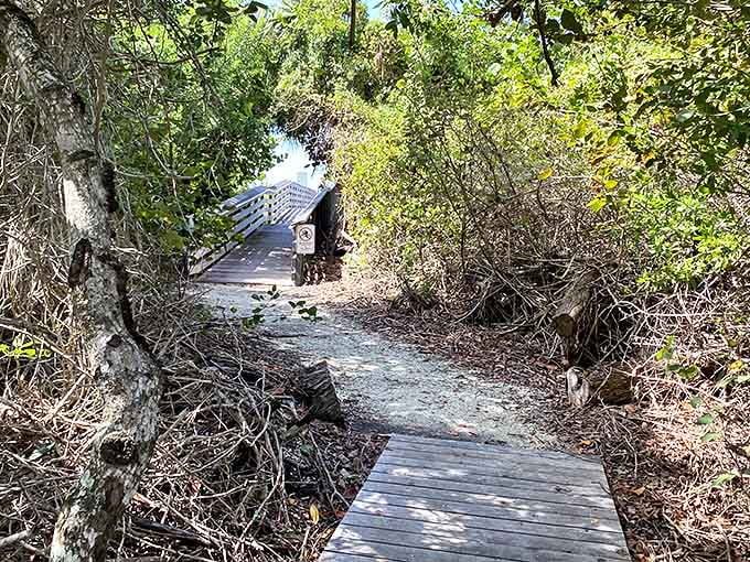 A wooden pathway through coastal vegetation – nature's version of the yellow brick road to paradise.
